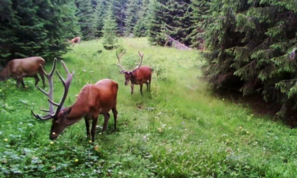 VIDEO: Imagini impresionante din Parcul Natural Apuseni. Patru cerbi ...