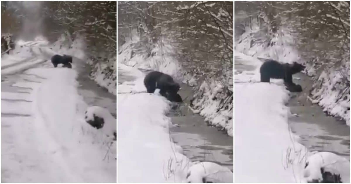 VIDEO: Imagini rare cu un urs care atacă un mistreț, surprinse pe Valea ...