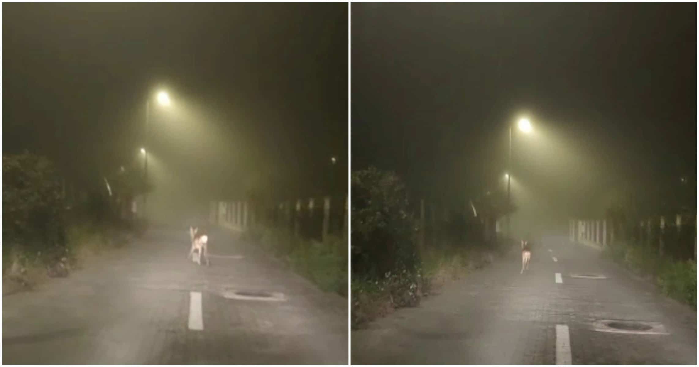 VIDEO ȘTIREA TA: Căprioară surprinsă pe o stradă din Alba Iulia ...