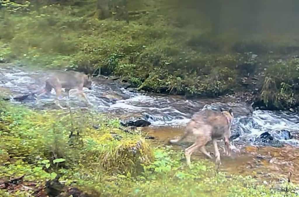 VIDEO: Imagini rare, cu lupi, într-o pădure din Parcul Natural Apuseni ...